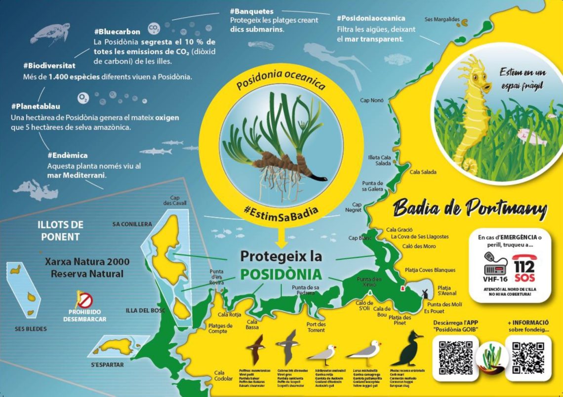 Posidonia oceánica - Es Nàutic